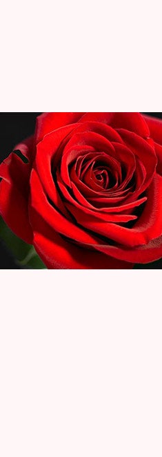 Birthday Flowers, Bouquets & Flower Arrangements | 1800Flowers.com