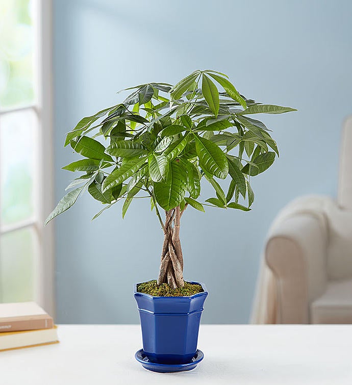 Remembrance Tree | 1800Flowers.com - 101657