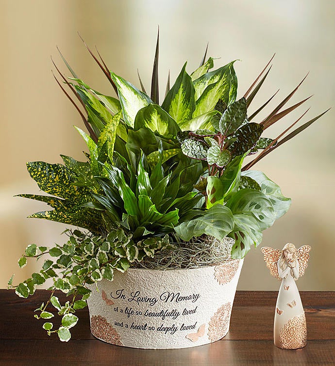 A Life So Beautiful Dish Garden | 1800Flowers.com-101804