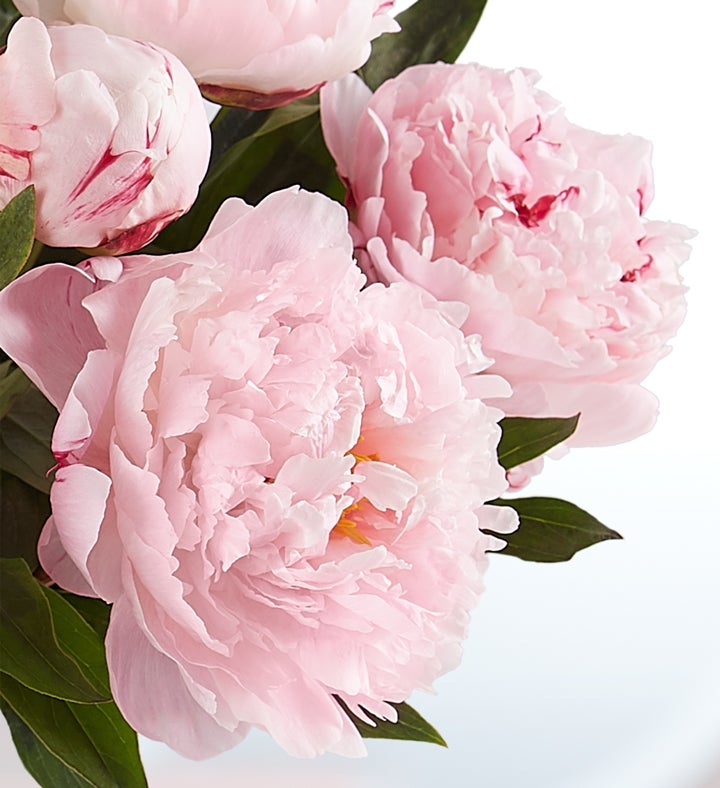 Precious Peony Bouquet | 1800flowers.com