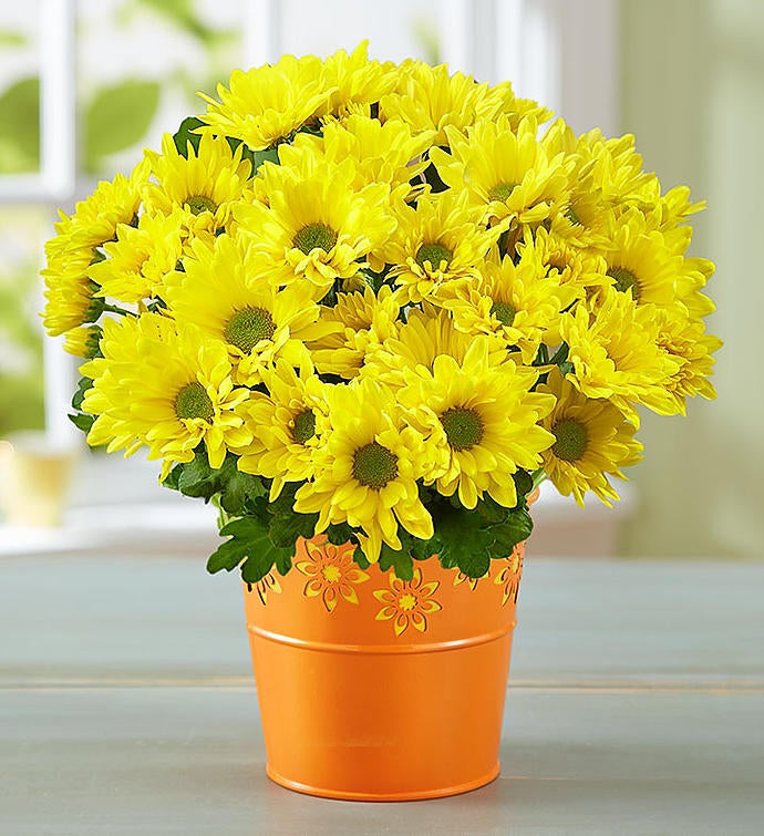 Cheerful Yellow Mum | 1800Flowers.com - 157045