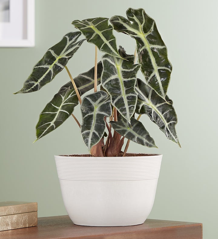 Alocasia Polly Plant | 1800flowers.com