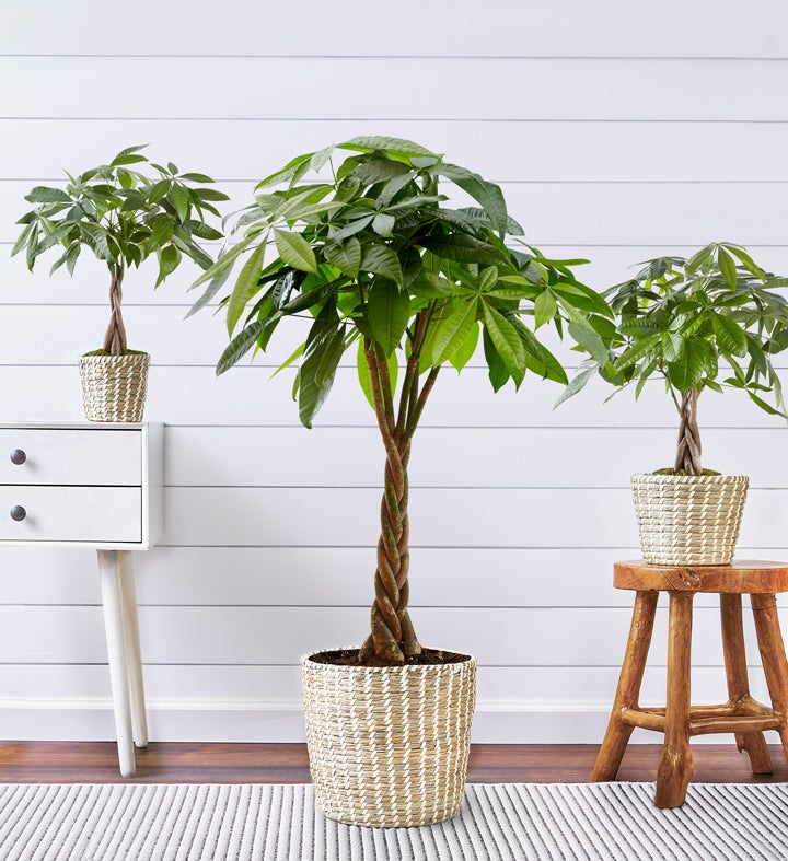 Money Tree | 1800Flowers.com