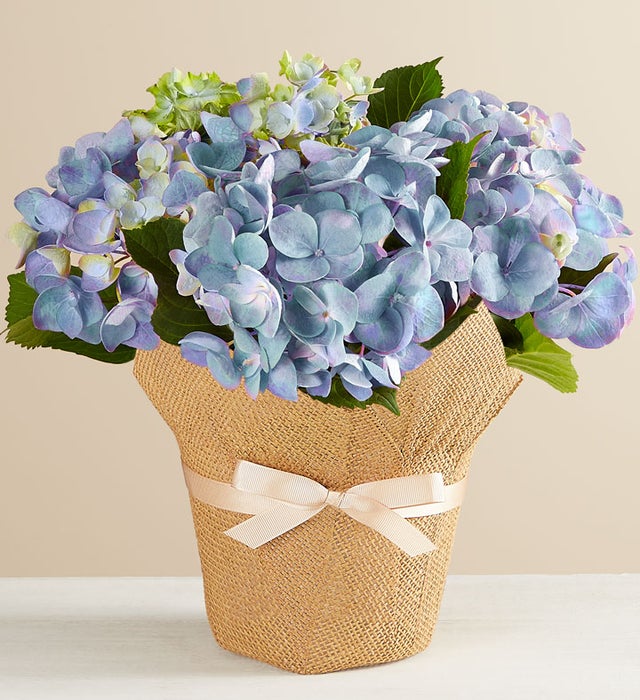 6 Kinds of Hydrangeas & Hydrangea Care Tips | Petal Talk