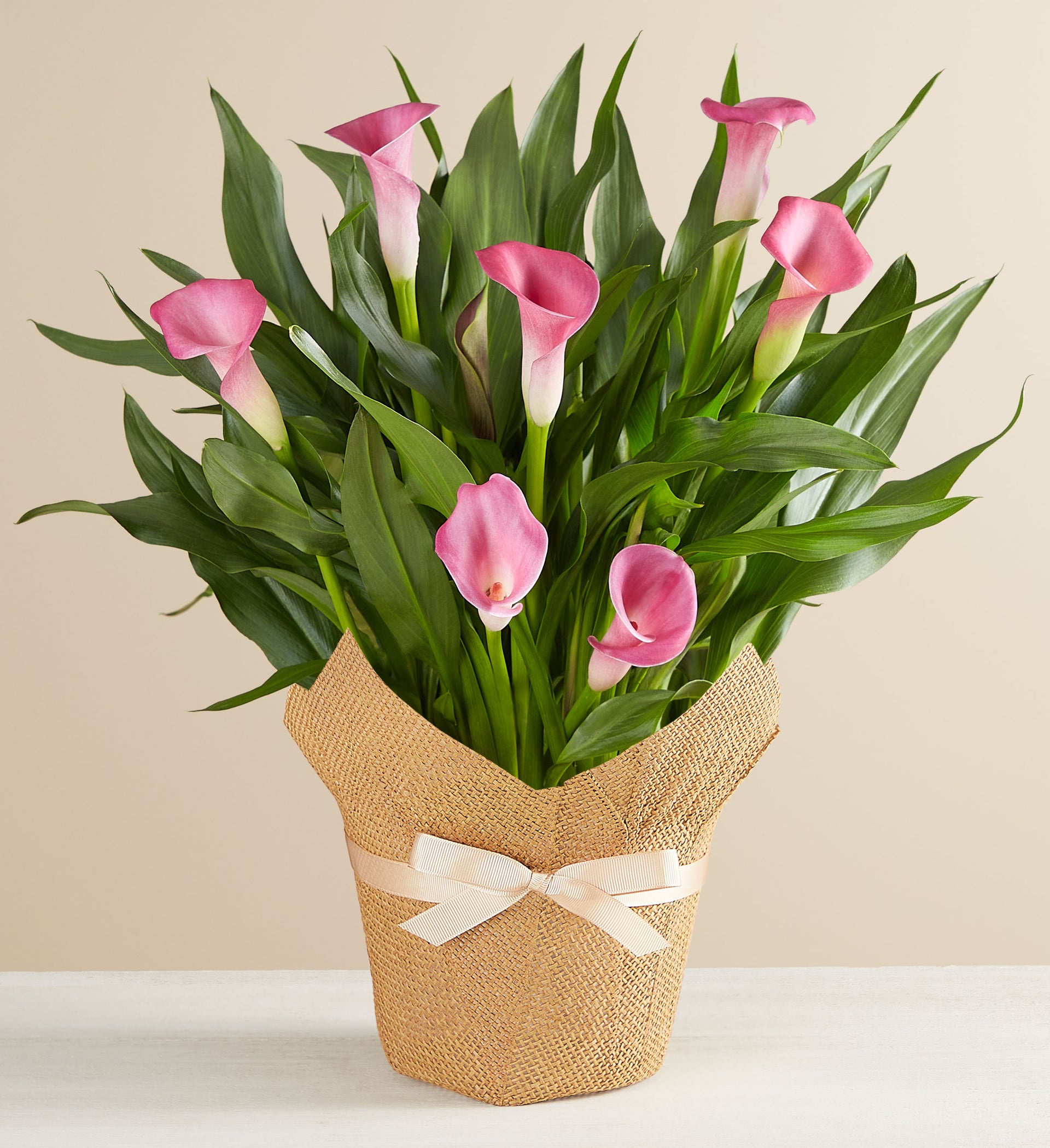Easter Lily History & Meaning of Easter Lilies | Petal Talk