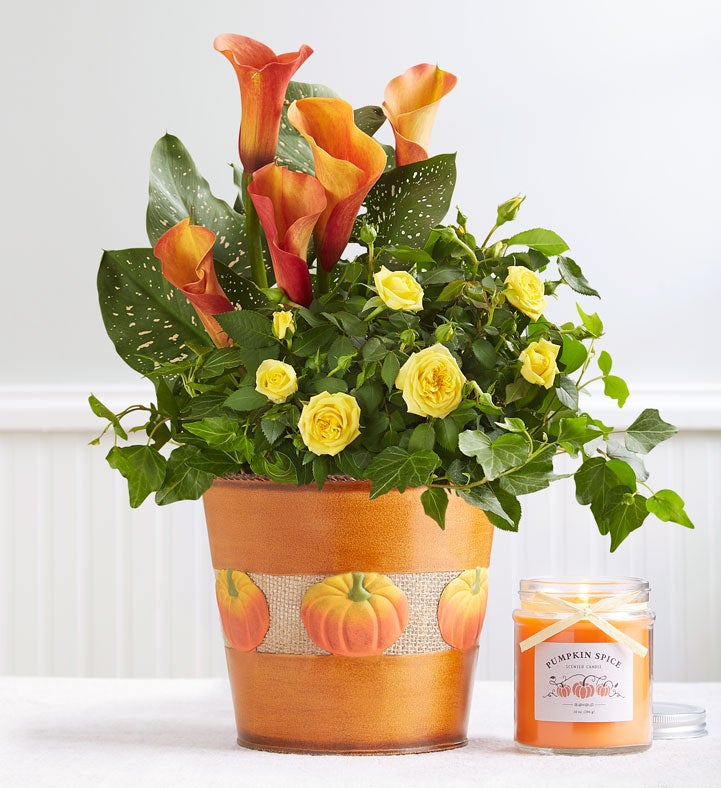 Potted Flower Delivery | Flowering Plants Delivered | 1800Flowers