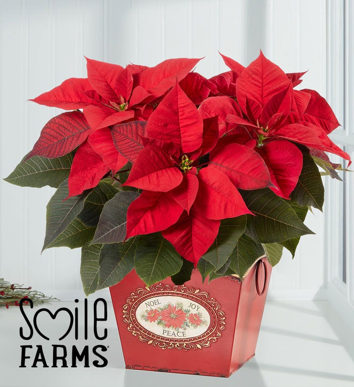 Holiday Traditions Poinsettia