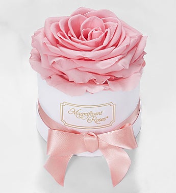 Magnificent Roses: Luxury Long-Lasting Preserved Roses | 1800Flowers