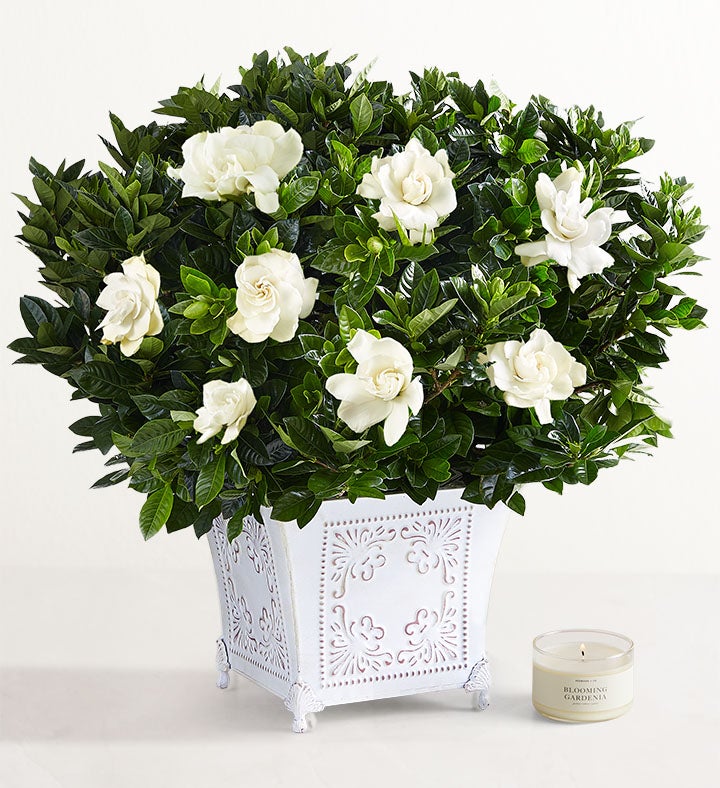 Gardenia Facts, Meaning, and Care | Petal Talk