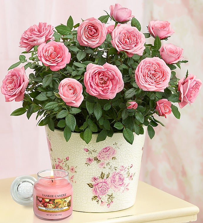 Classic Budding Rose