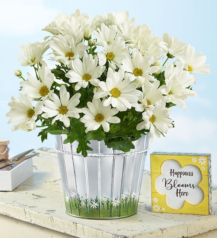 Daisy Facts, History, & Symbolism | Petal Talk