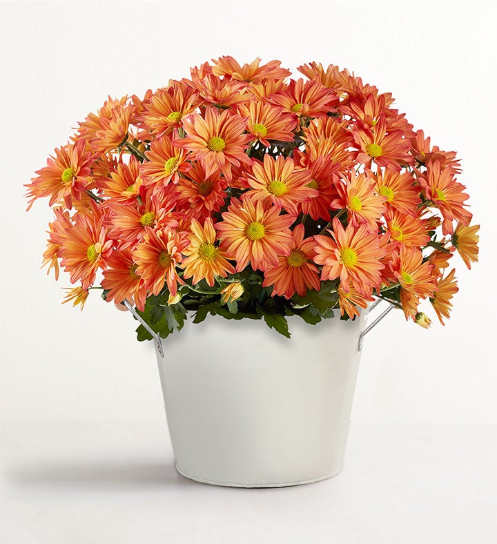 Fall Mum Plant