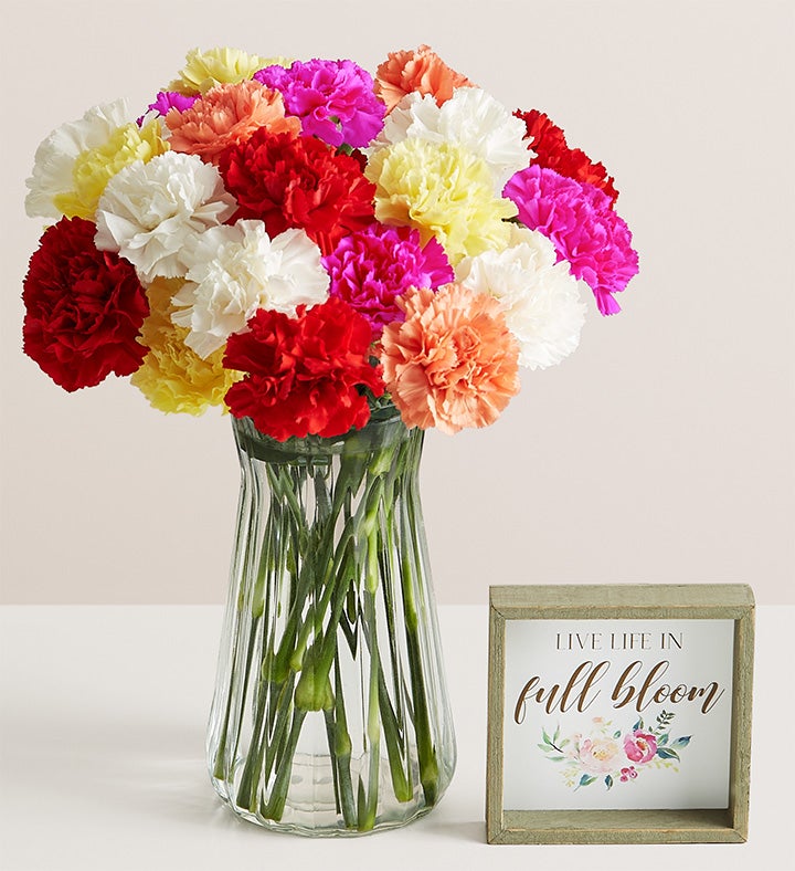 January Birth Flowers: The Carnation & Snowdrop | Petal Talk