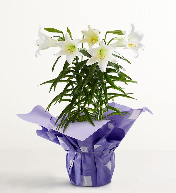 How to Care for an Easter Lily | Petal Talk