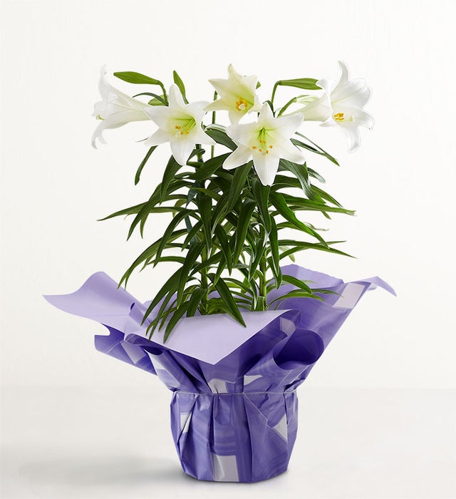 How to Care for an Easter Lily | Petal Talk