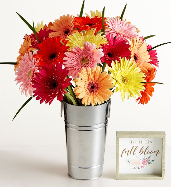 Gerbera Daisy Care Tips & Tricks | Petal Talk